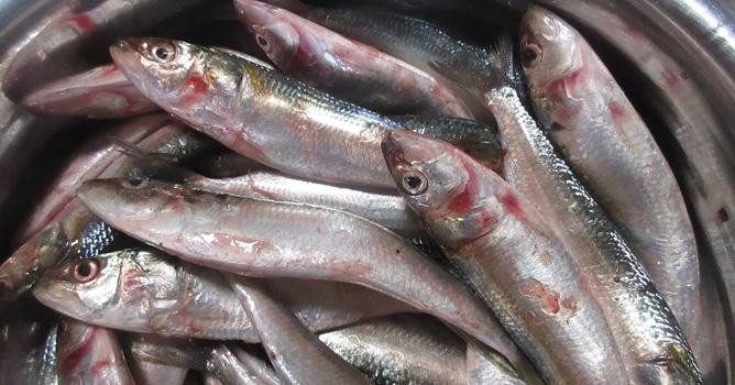 മത്തി തിരിച്ചെത്തുന്നു; പിടിക്കുന്നതില്‍ നിയന്ത്രണം വേണമെന്ന് വിദഗ്ധര് ...