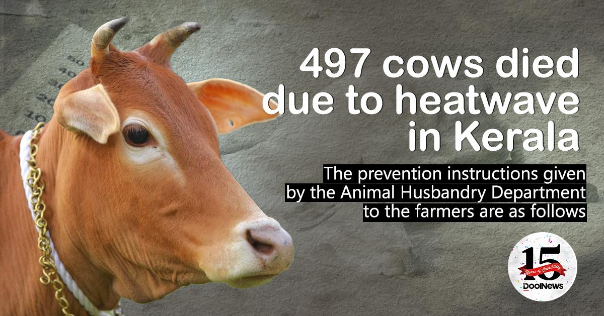 497 cows died due to heatwave in Kerala; The prevention instructions ...